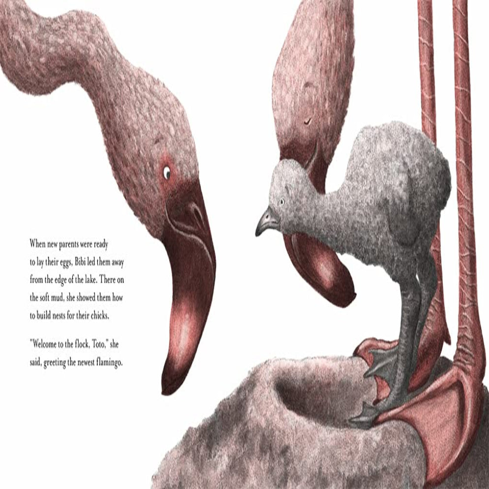 Bibi Picture Book — Toycra