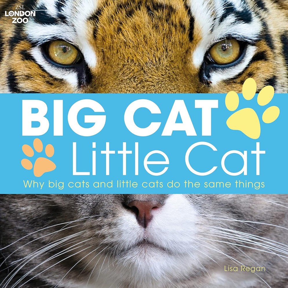 Big Cat Little Cat — Toycra