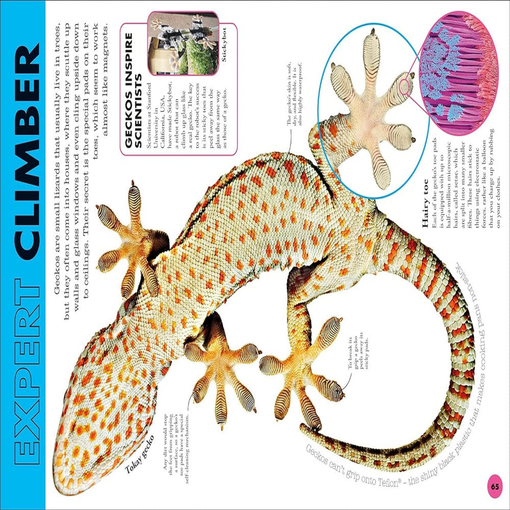 Everything You Need To Know About Frogs — Toycra