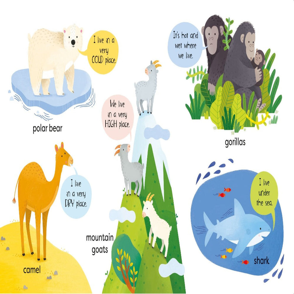 First Animals Book — Toycra