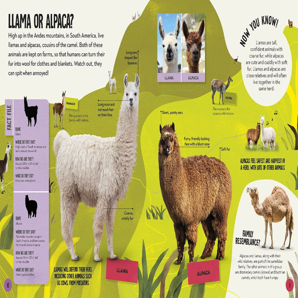 What's The Difference ? Animals — Toycra